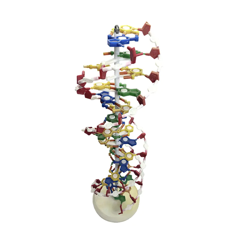 Custom DNA model ,DNA double helix model, DNA color double helix ...